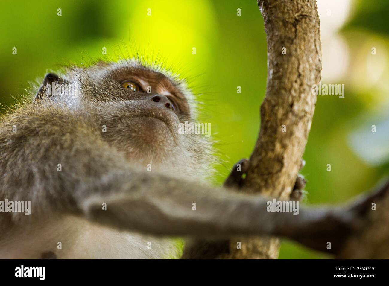 A close-up of a monkey on the tree top at the Monkey Beach in Phi Phi ...