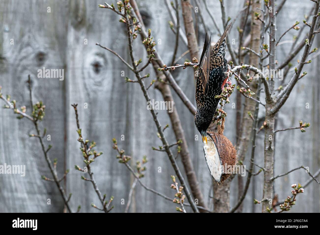 Garden wildlife as a starling bird, sturnus vulgaris, hanging upside ...