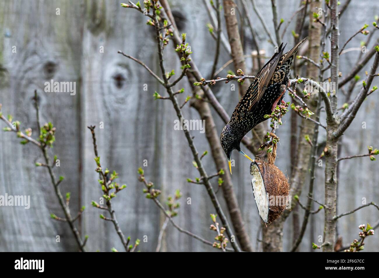 Garden wildlife as a starling bird, sturnus vulgaris, hanging upside ...