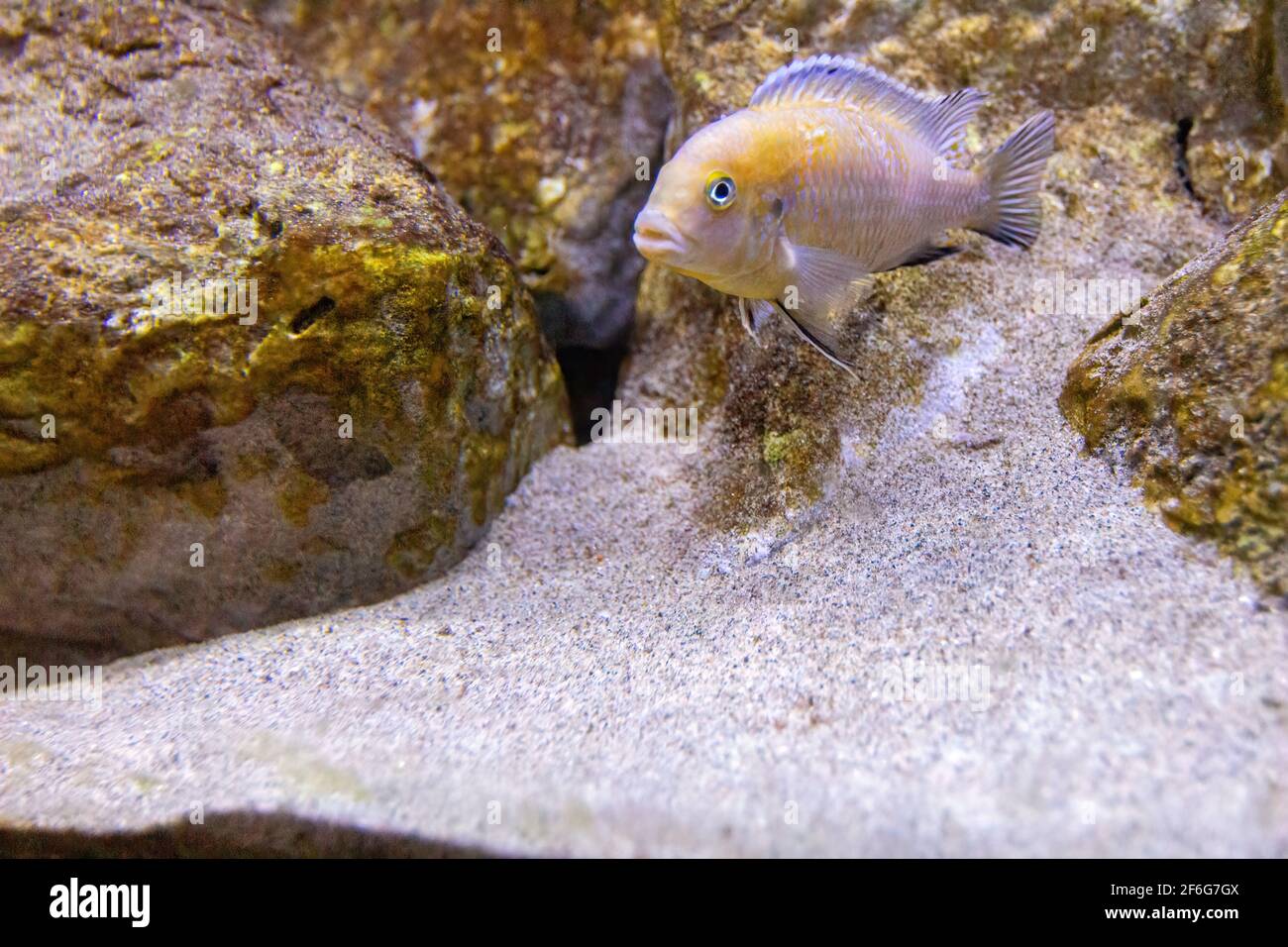 Sandy substrates hi-res stock photography and images - Alamy