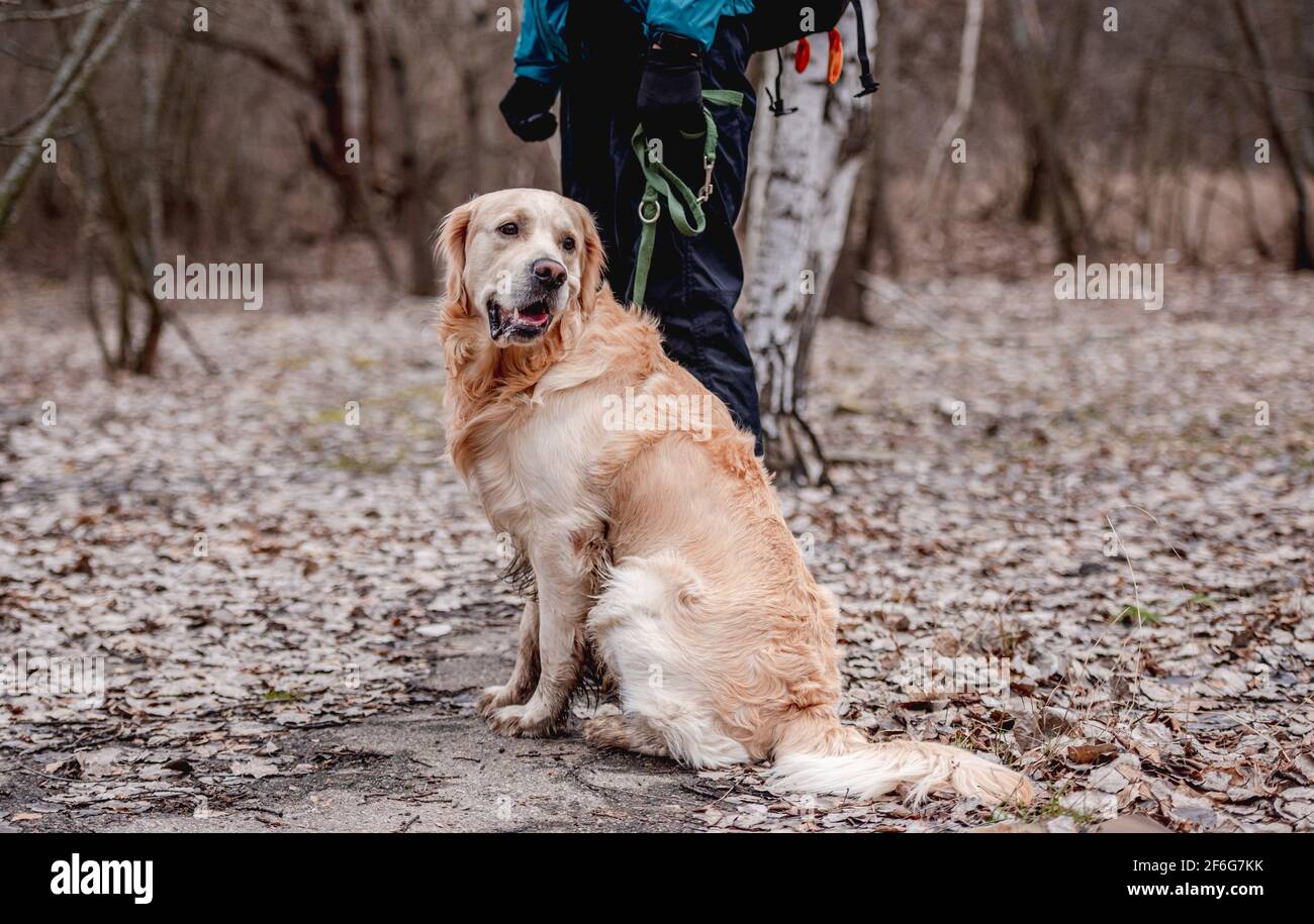 Golden retriever dog outside Stock Photo - Alamy