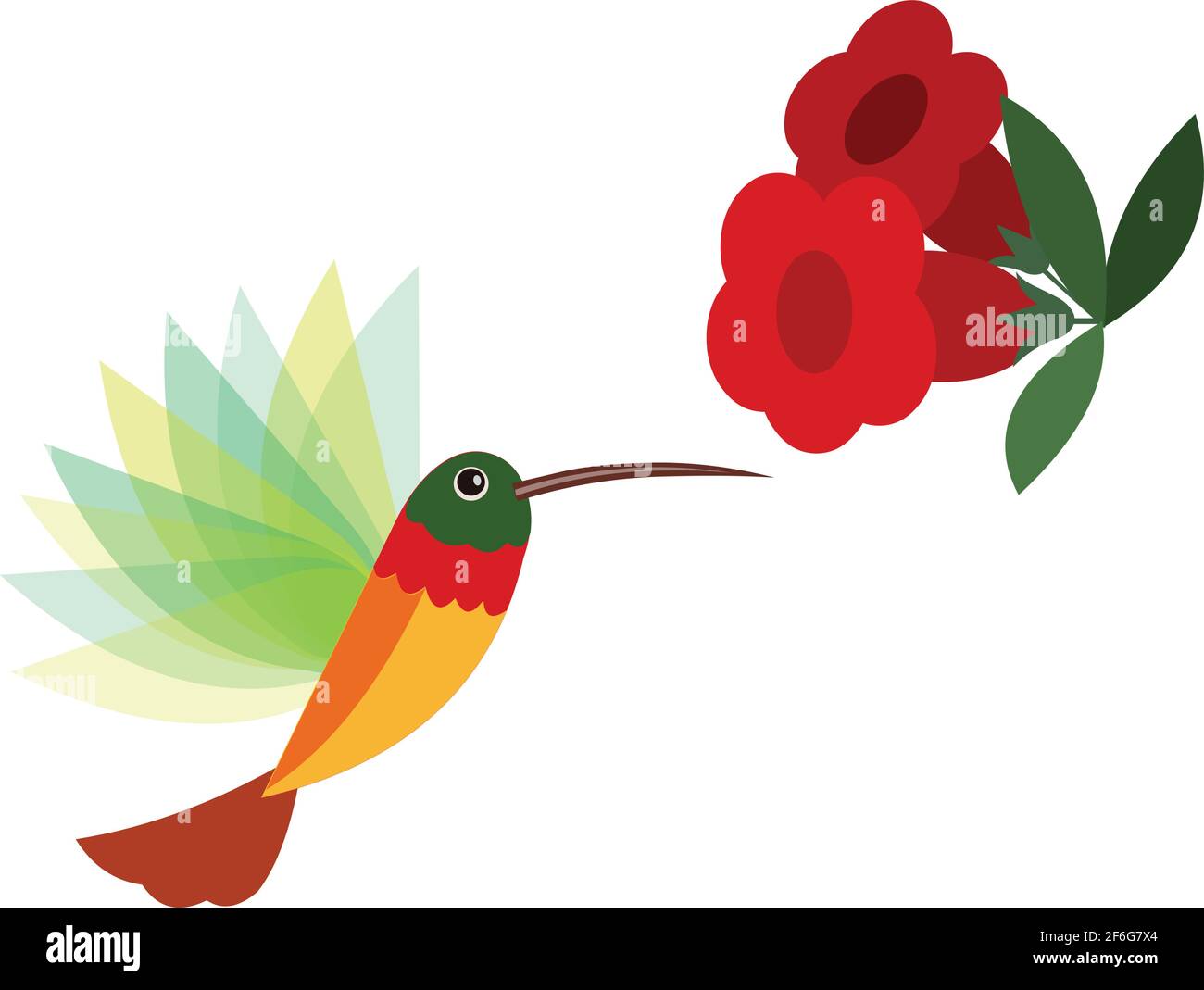 Humming Bird illustration vector isolated on white background Stock ...