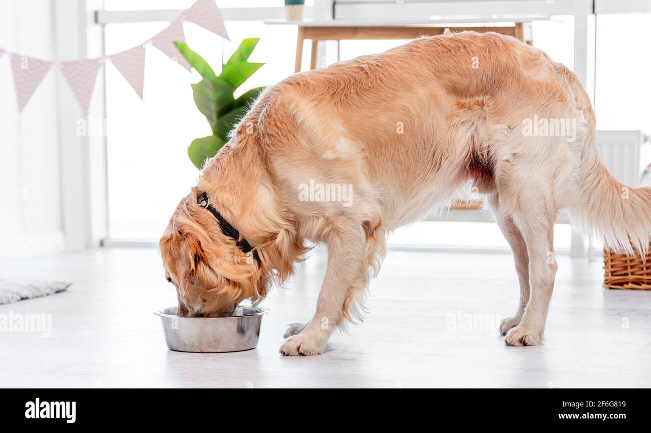 Golden retriever dog eating Stock Photo - Alamy