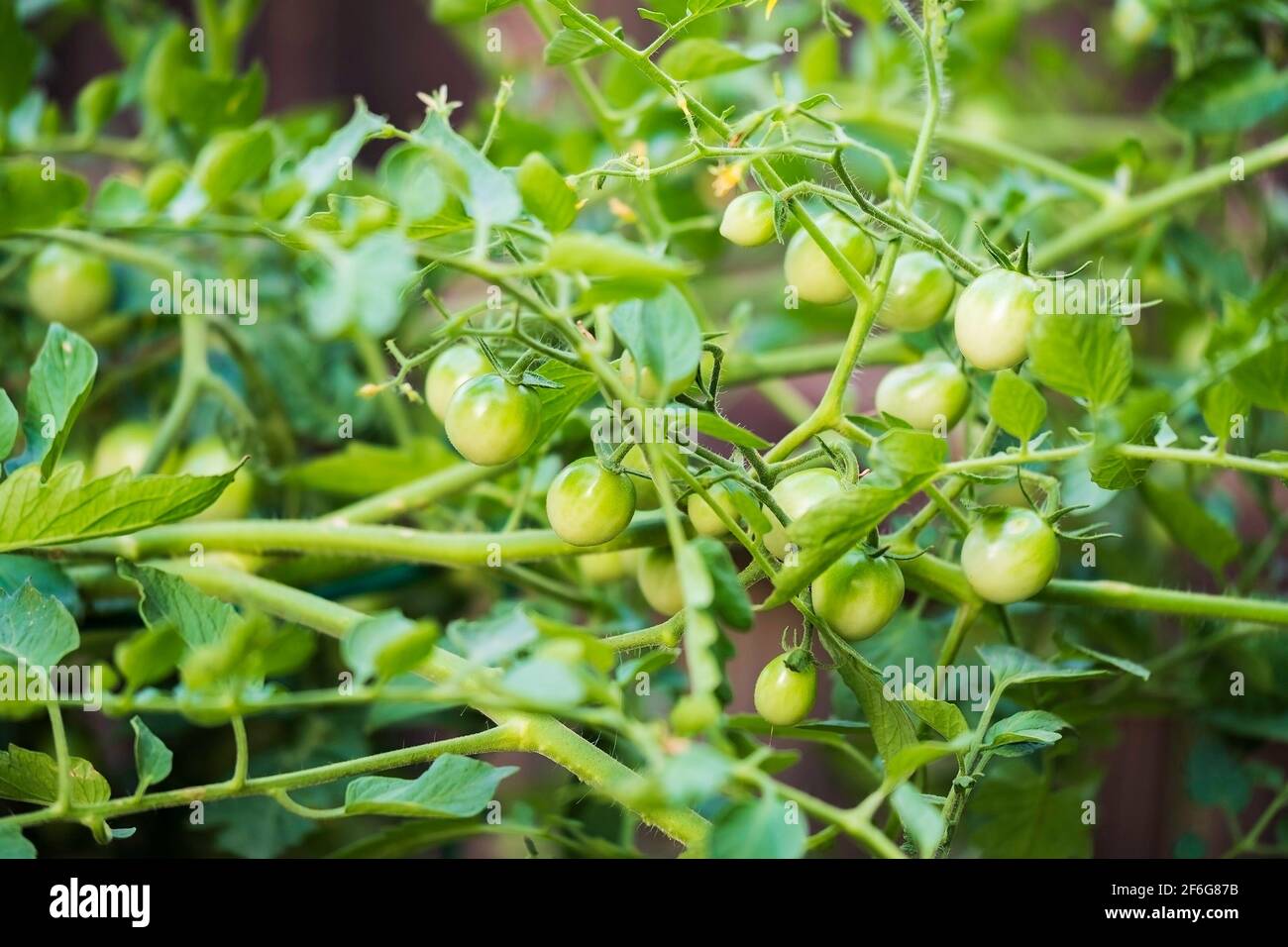 How To Grow Husky Cherry Red Tomatoes