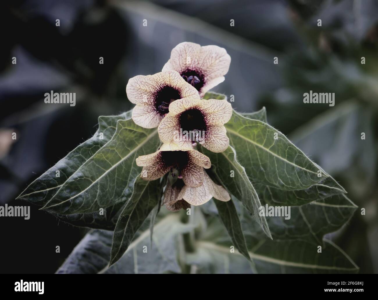 Black Henbane Hyoscyamus niger flowers. Vintage toned image Stock Photo ...