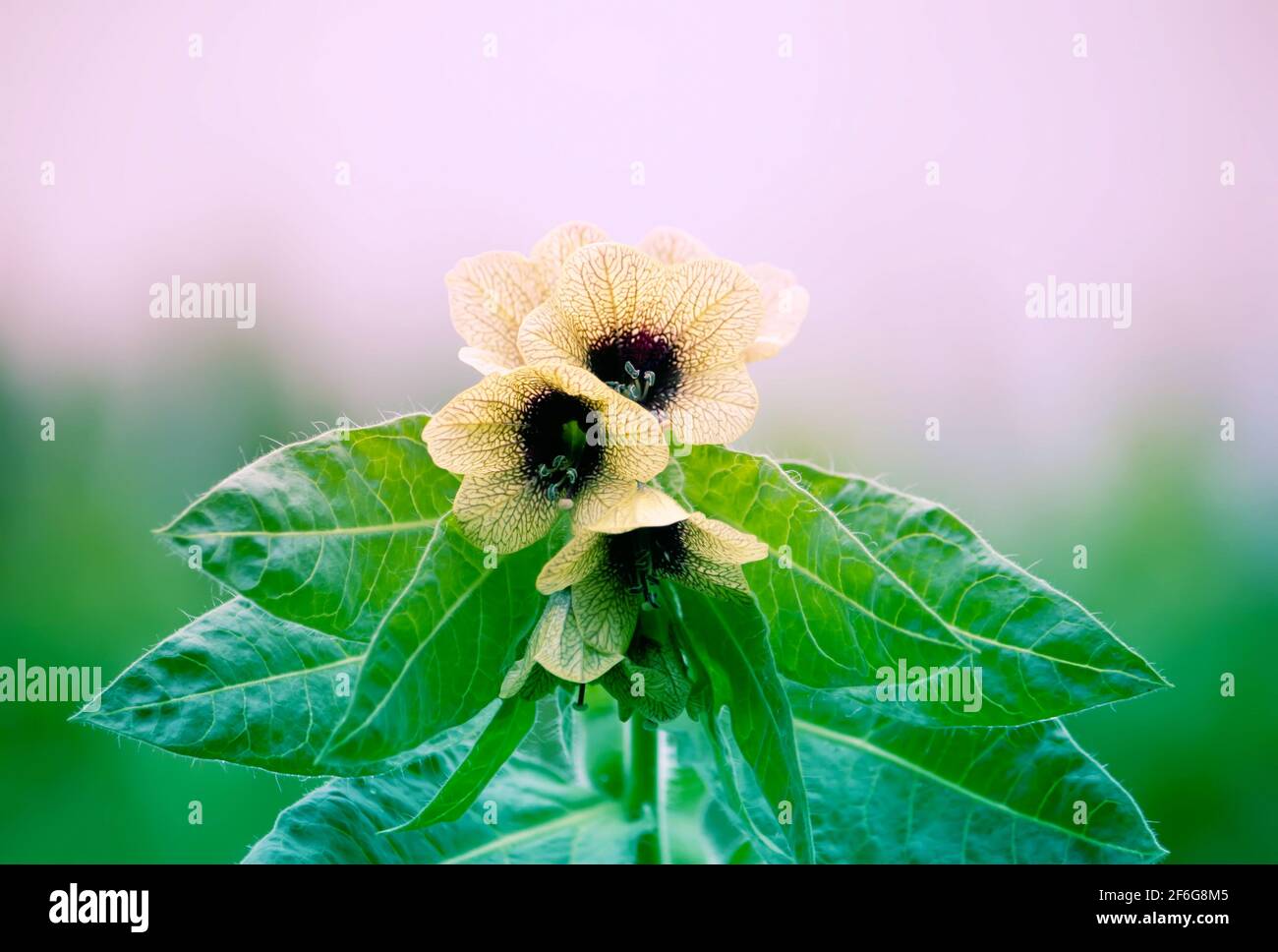 Black henbane hyoscyamus niger hi-res stock photography and images - Alamy