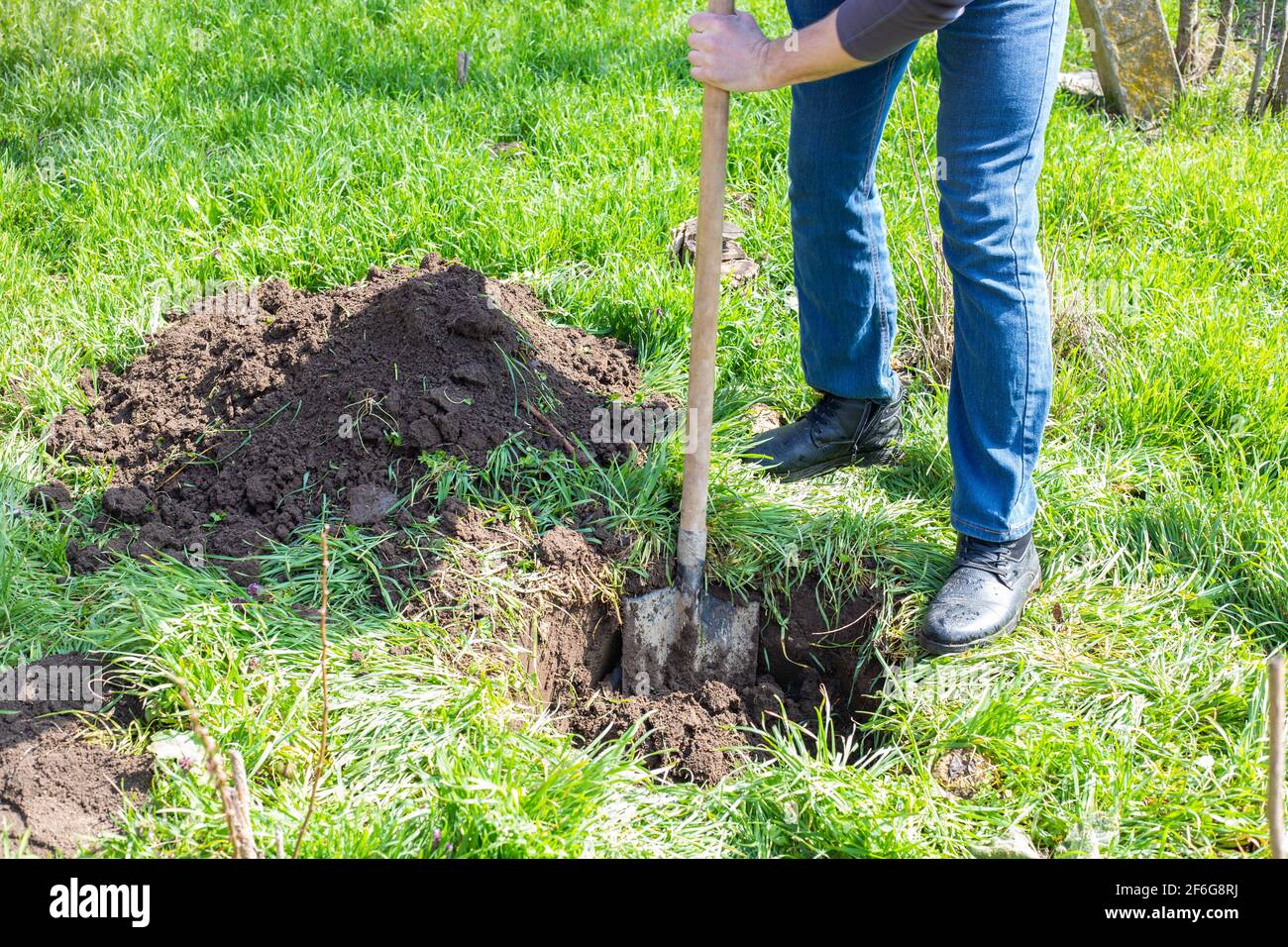 Planting tree process hi-res stock photography and images - Alamy