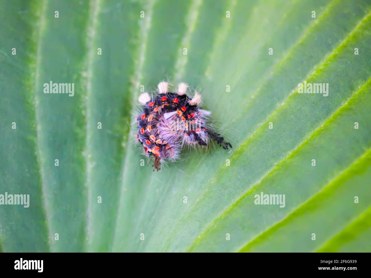 The caterpillar Orgyia Antiqua, rusty tussock moth or vapourer on a ...