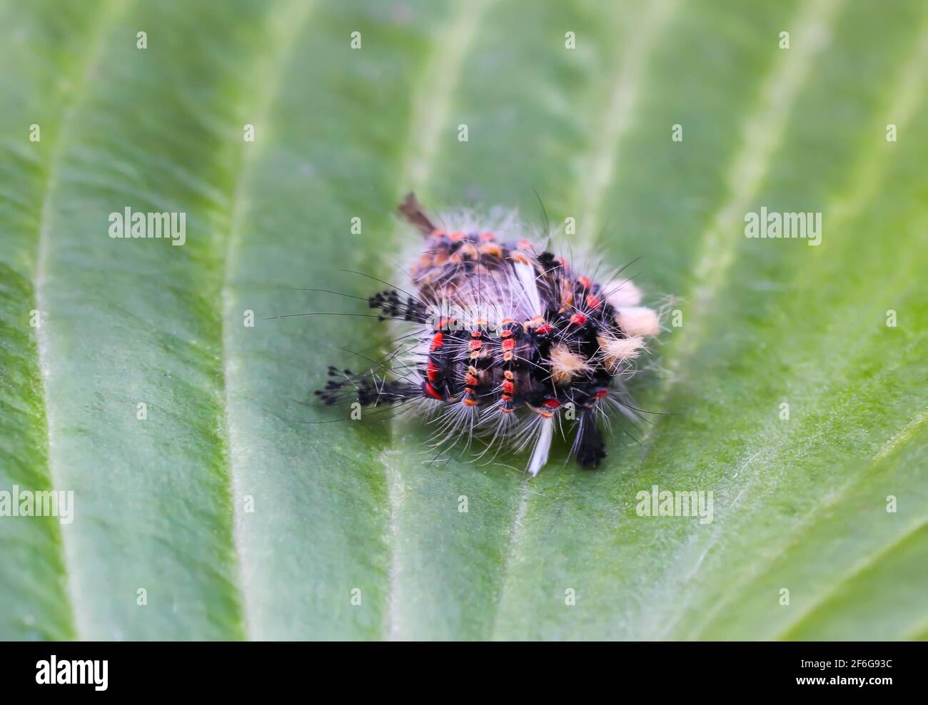 The caterpillar Orgyia Antiqua, rusty tussock moth or vapourer on a ...