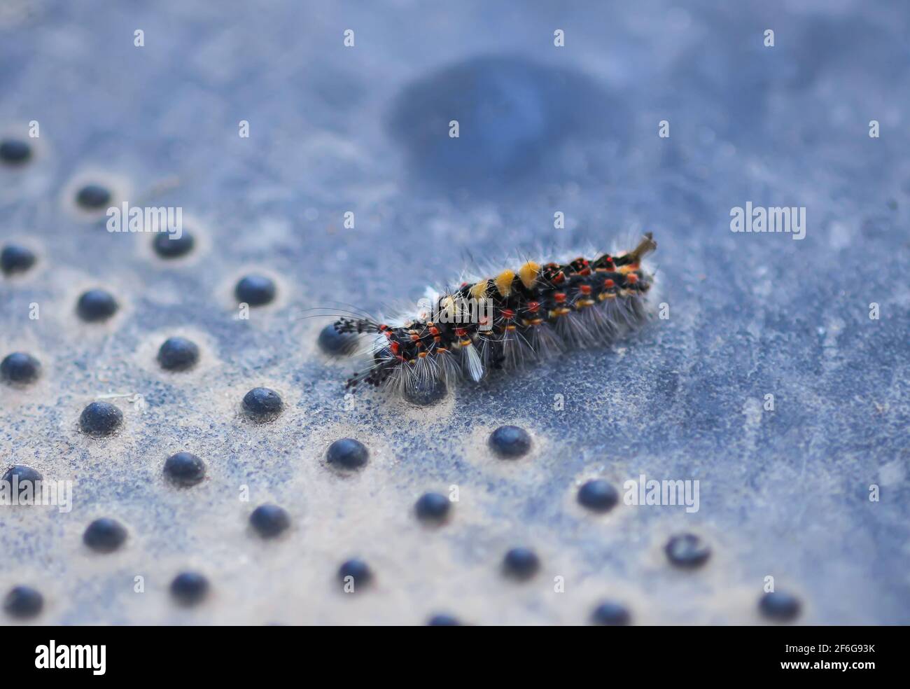 The caterpillar Orgyia Antiqua, rusty tussock moth or vapourer on ...
