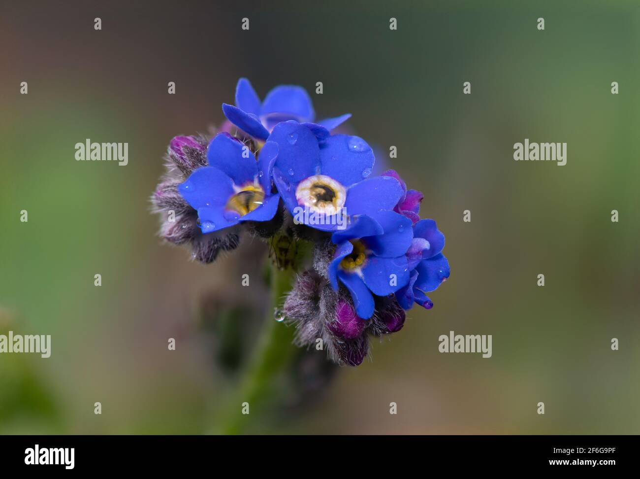 Macro shot of forget me not flowers in bloom Stock Photo - Alamy