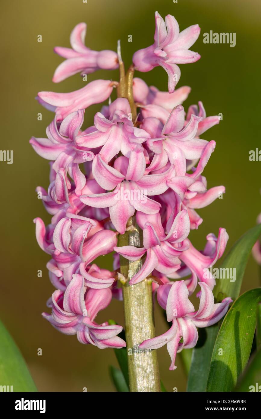 Close up of a pink hyacinth (hyacinthus orientalis) flower in bloom ...