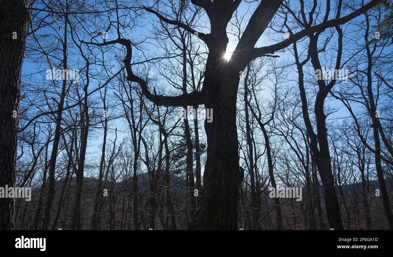 UNITED STATES - 03-31-21: Wolf Gap Recreation Area was once the site of ...