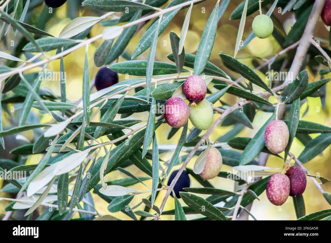 Colorful olive hi-res stock photography and images - Alamy