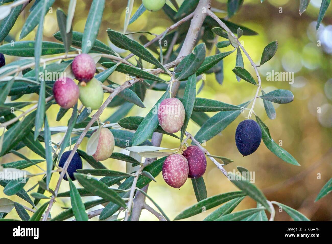 Colorful olive hi-res stock photography and images - Alamy