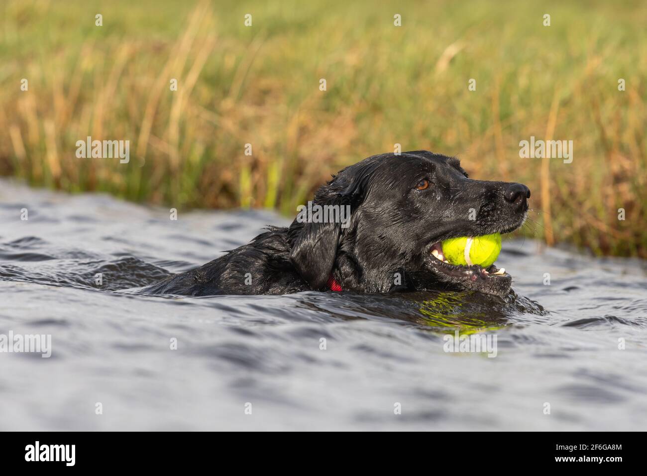 Head shot of a pedigree black Labrador swimming in the water with a ...