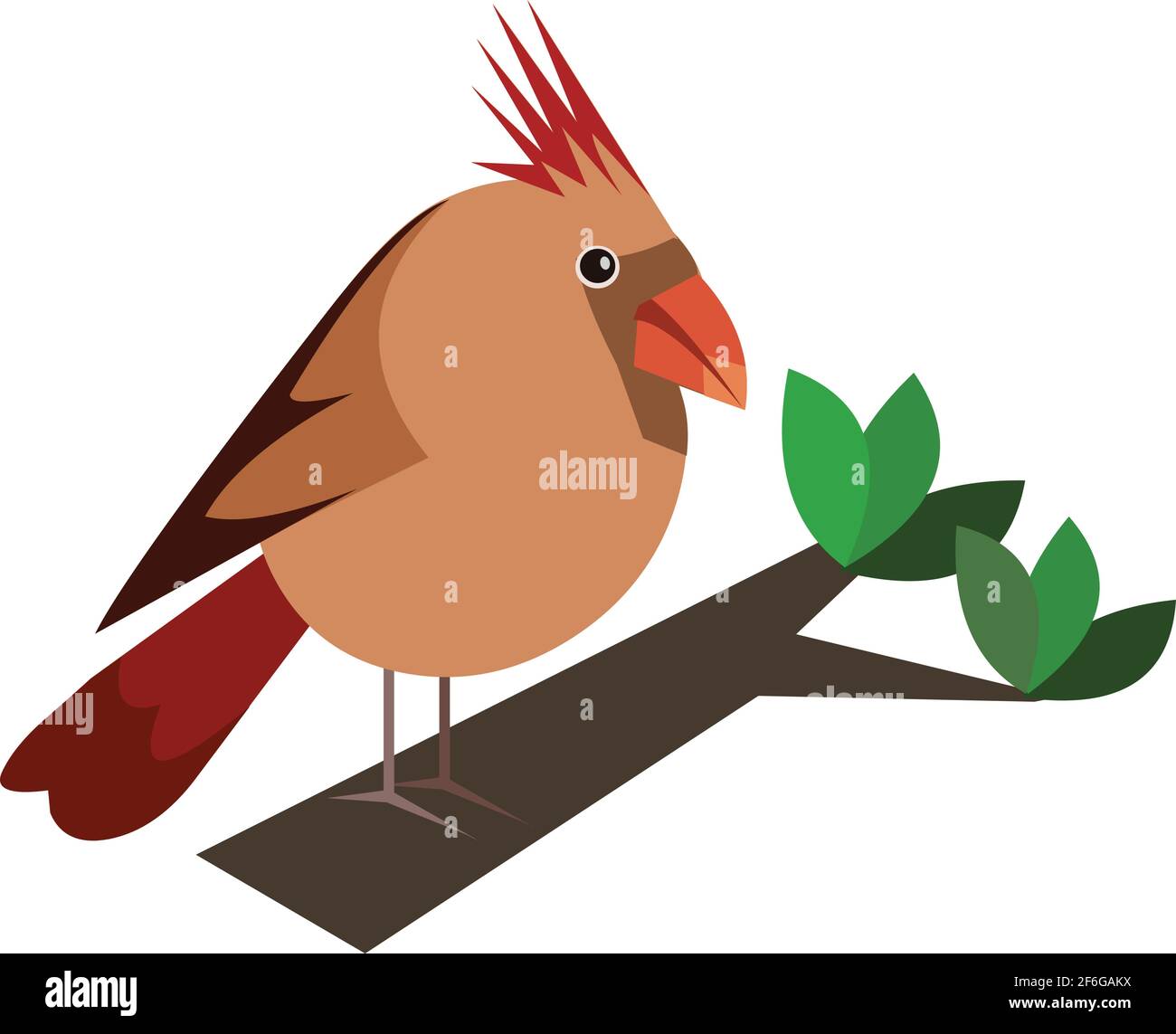 Cardinal Bird Cartoon illustration vector isolated on white background ...
