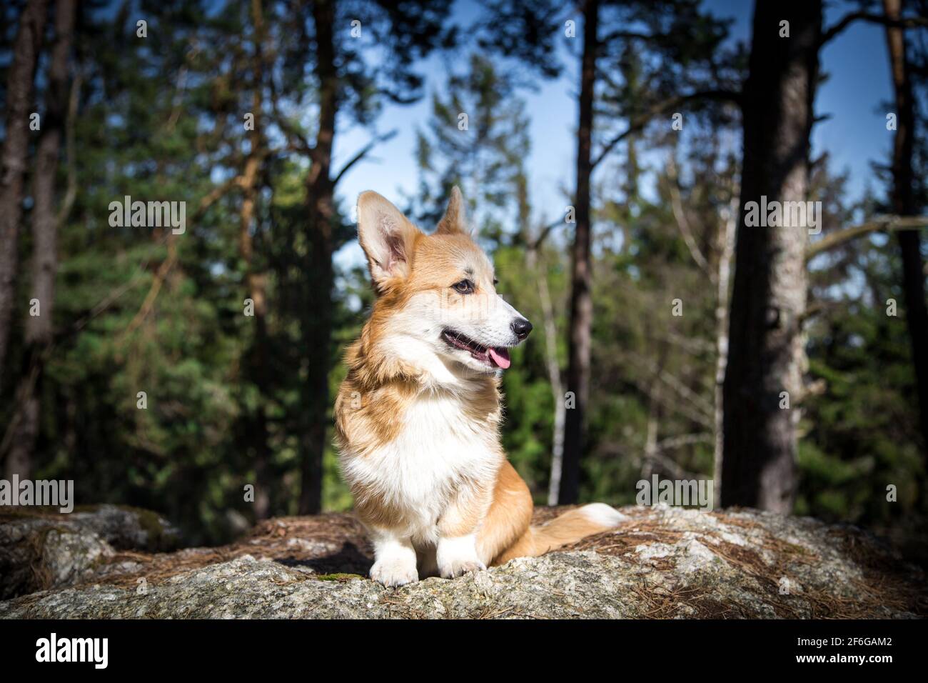 Welsh corgi sitting hi-res stock photography and images - Alamy