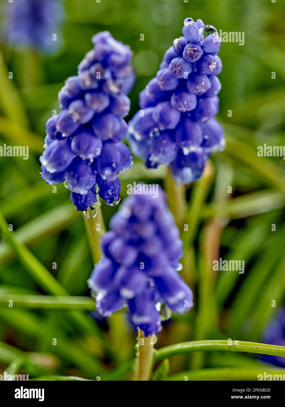 Macro photograph of grape hyacinth in glorious bloom, natural plant ...