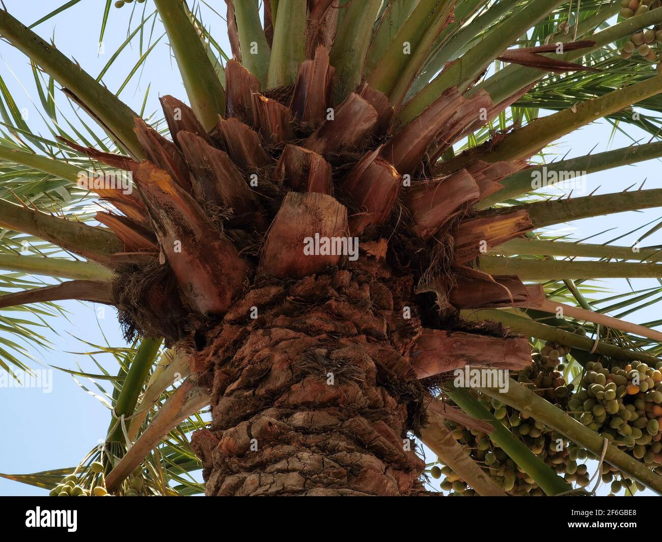 Date palm plantation sunset hi-res stock photography and images - Alamy