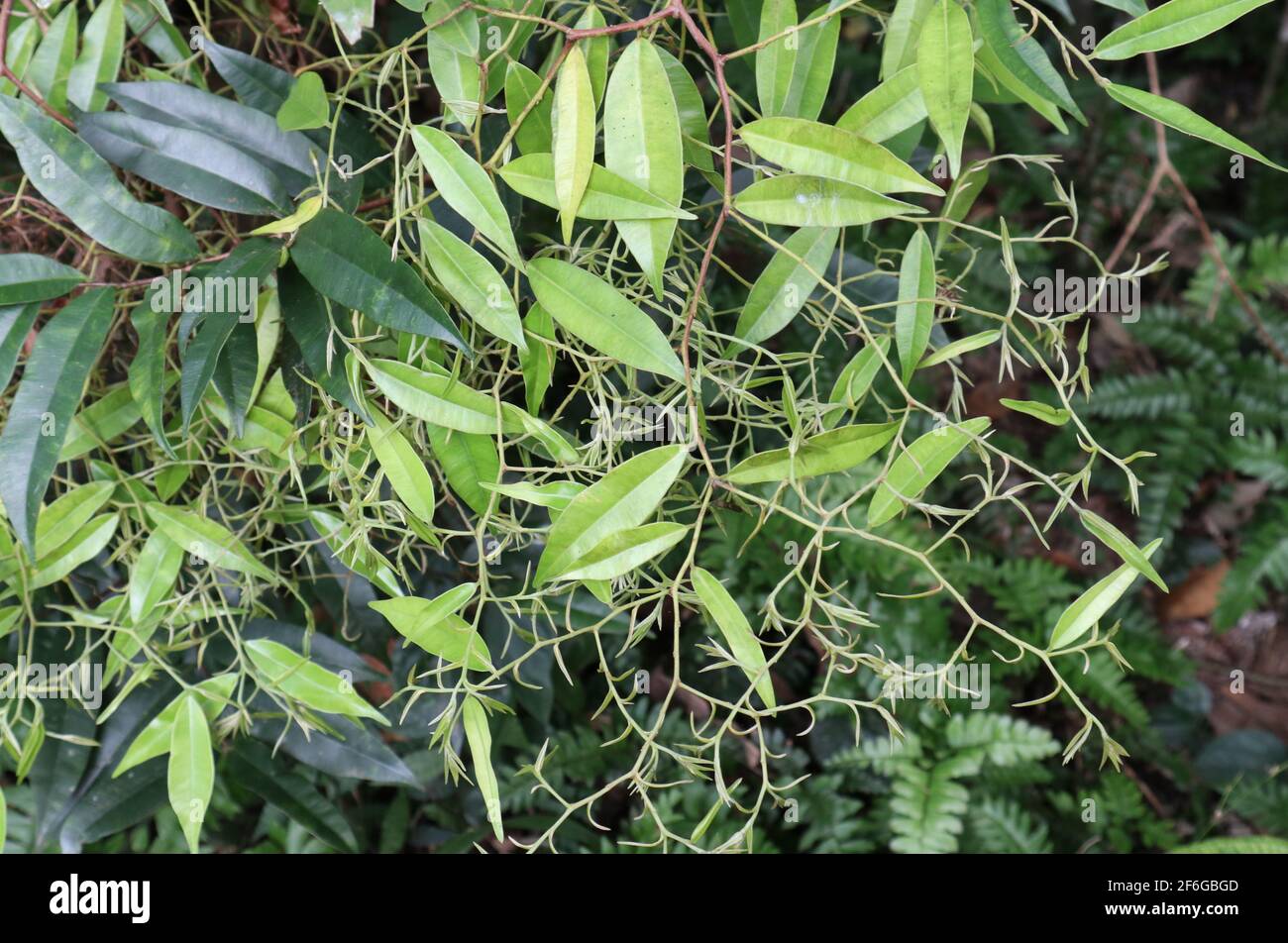 Agarwood tree hi-res stock photography and images - Alamy