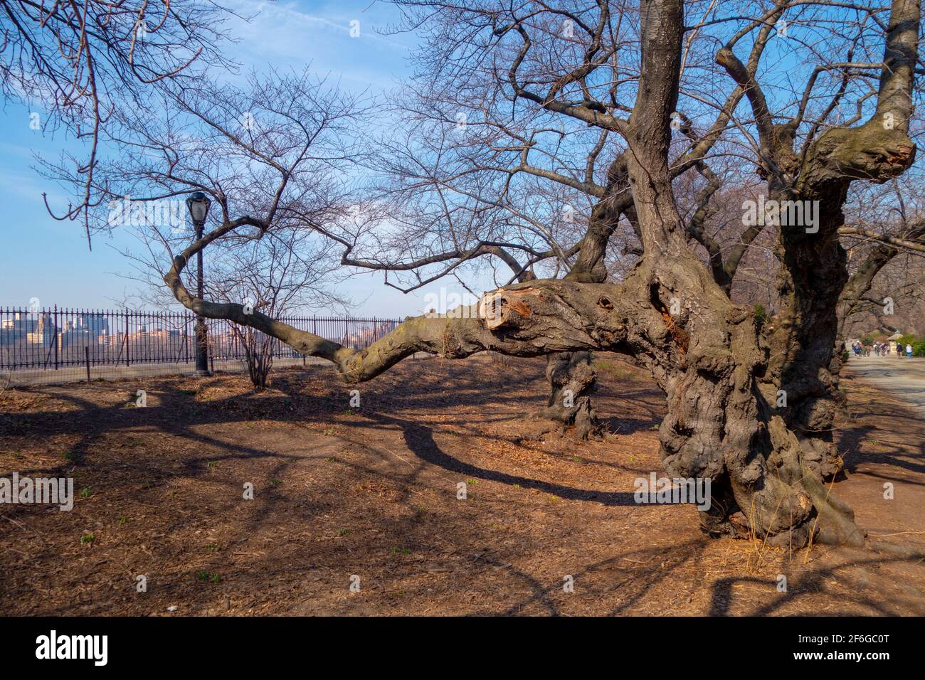 bumby tree interesting tree with outreaching limb in central park ...