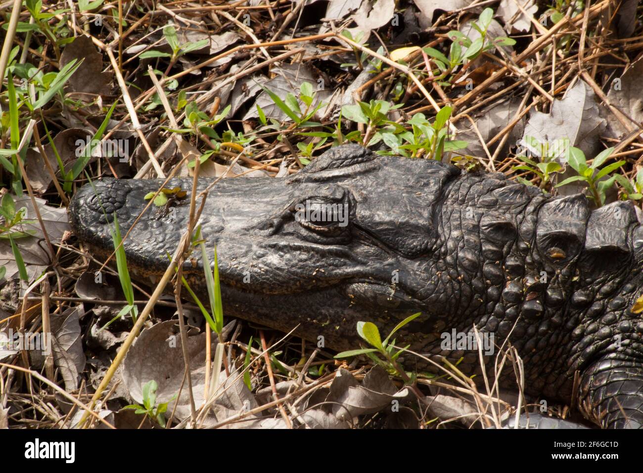 Alligator in the Swamp Stock Photo - Alamy