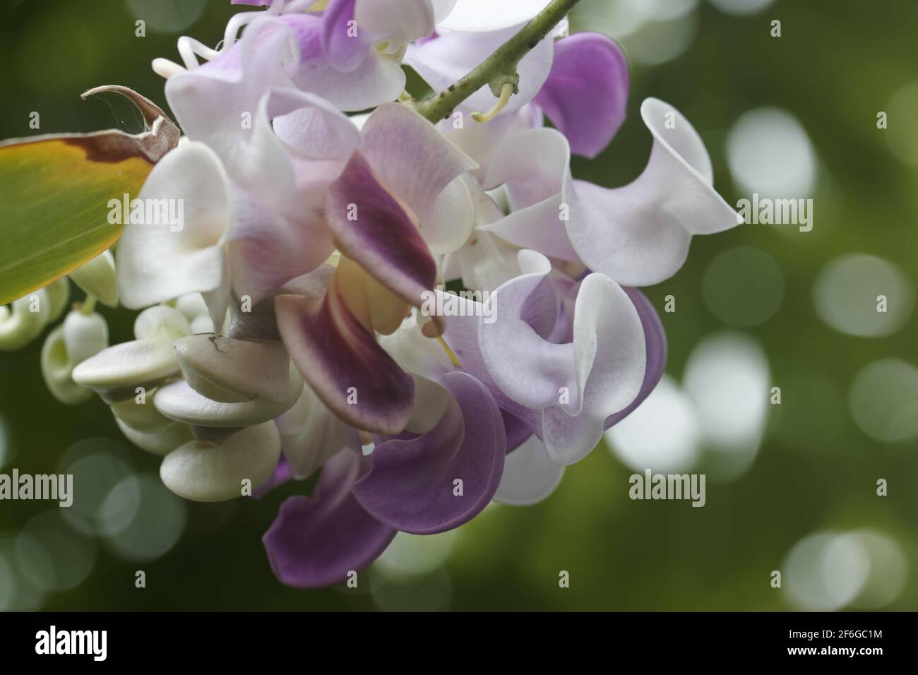 Cochliasanthus caracalla syn. Phaseolus caracalla, syn. Vigna caracella ...