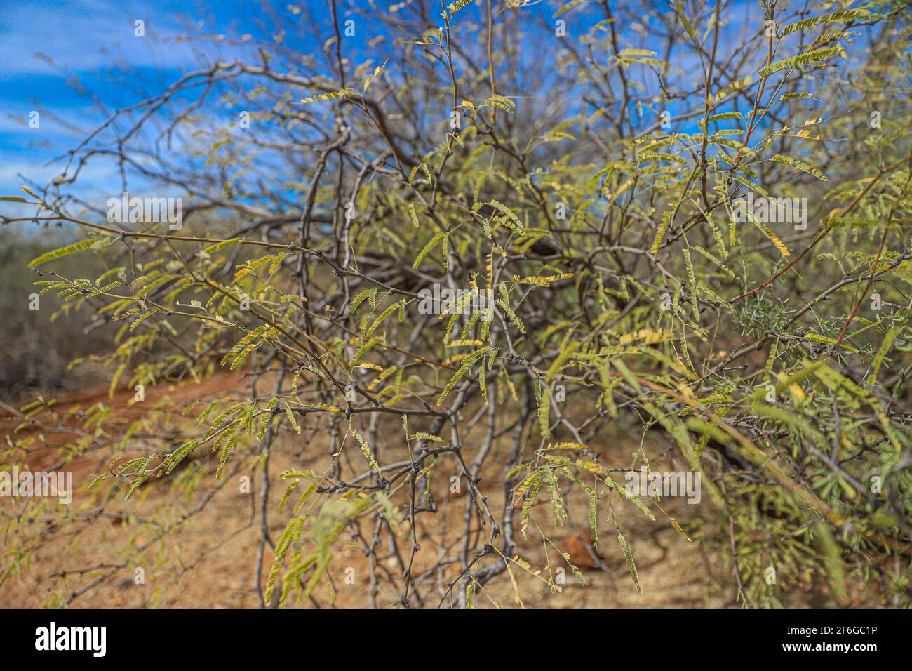 Mesquite tree branches in the municipality of Montezuma Sonora, Mexico ...