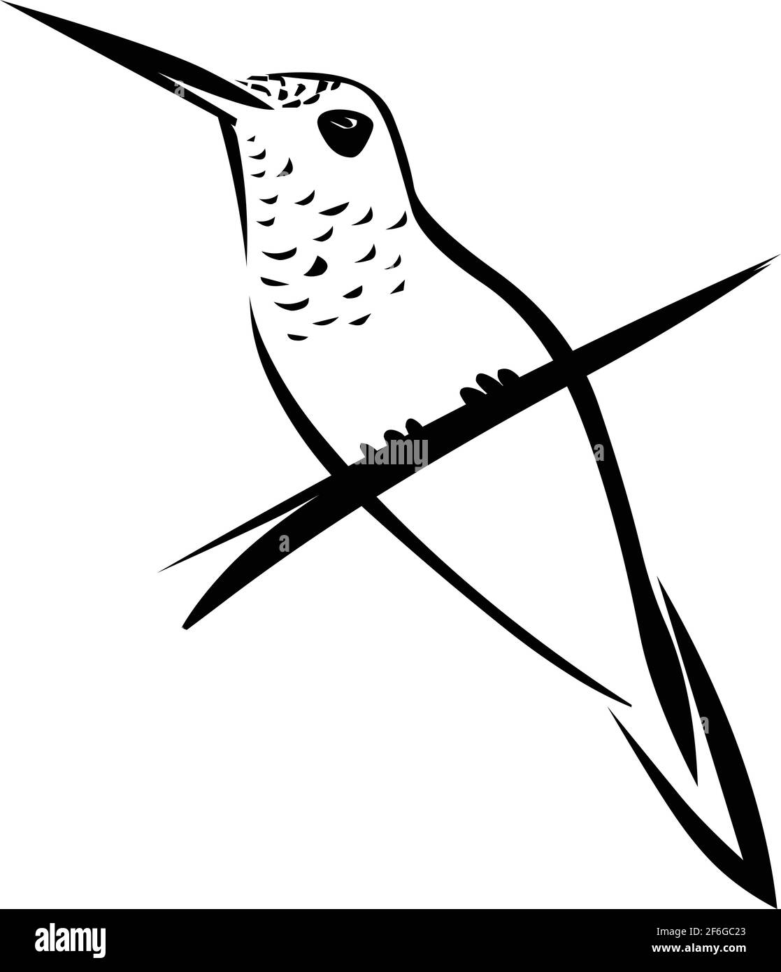 Humming bird vector line drawing isolated on white background Stock ...