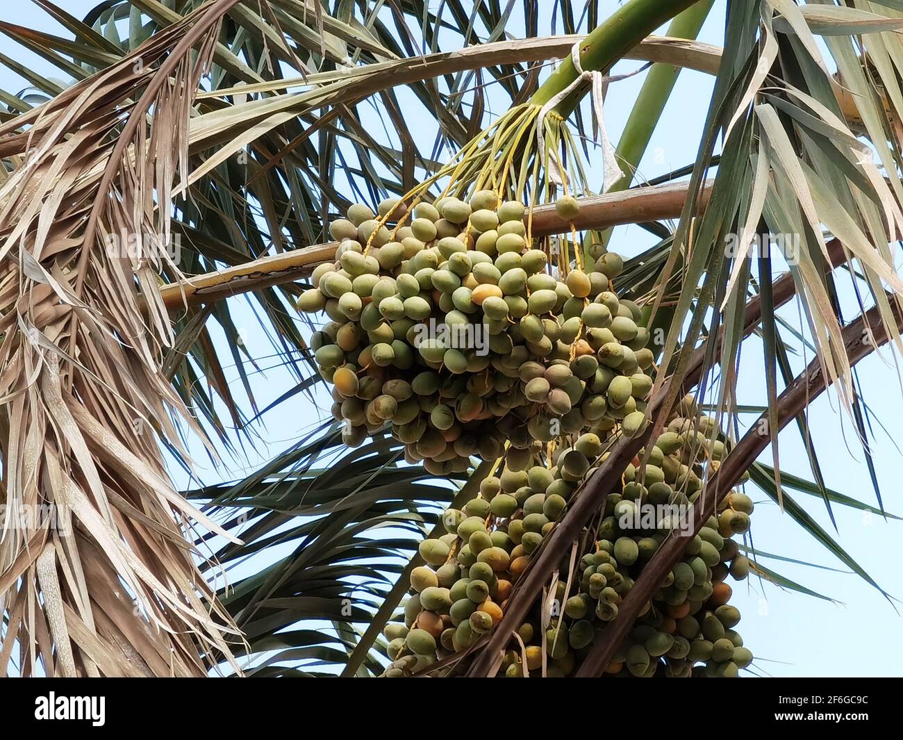 photo of date palm tree Stock Photo - Alamy