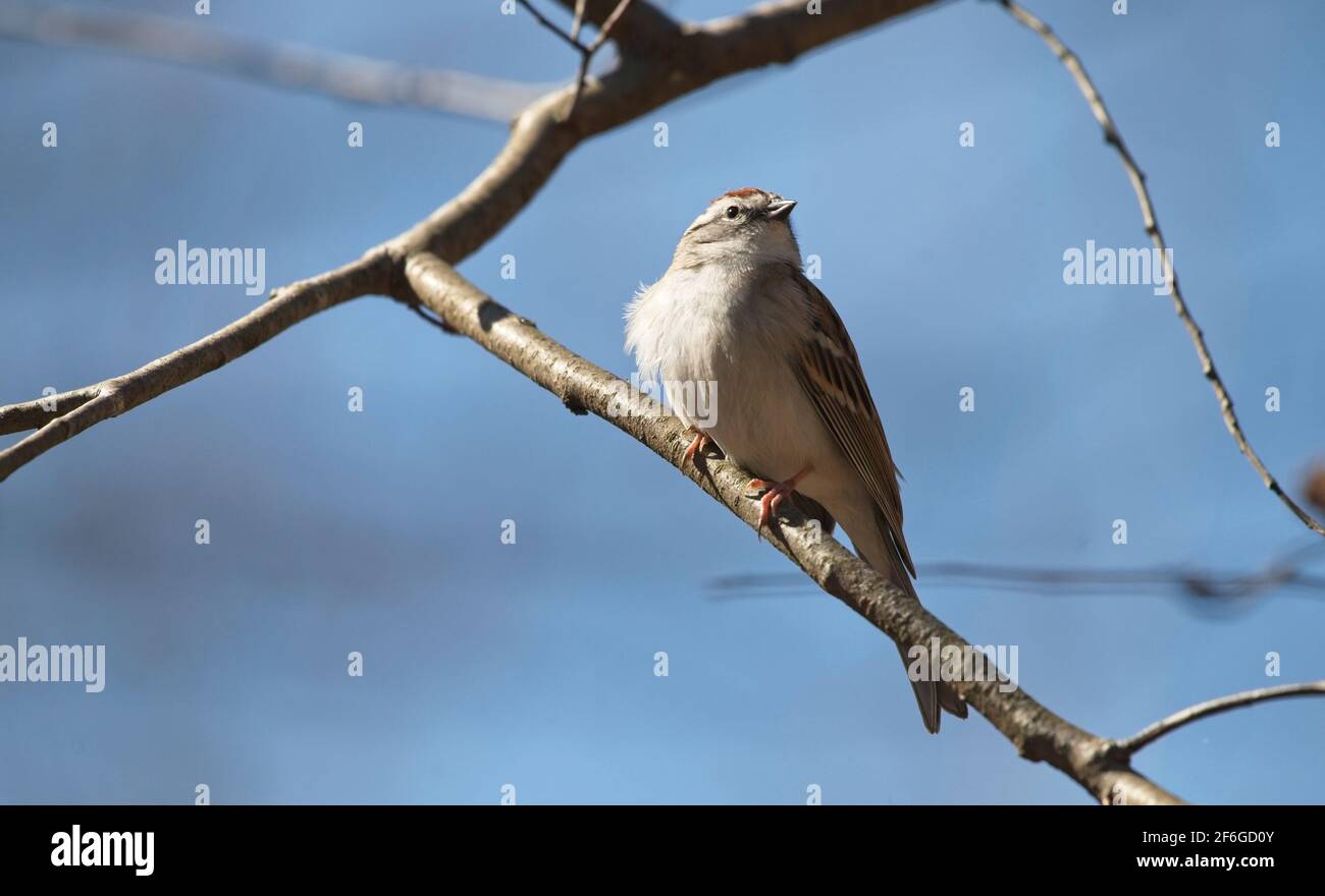 UNITED STATES - 03-31-21: Wolf Gap Recreation Area was once the site of ...