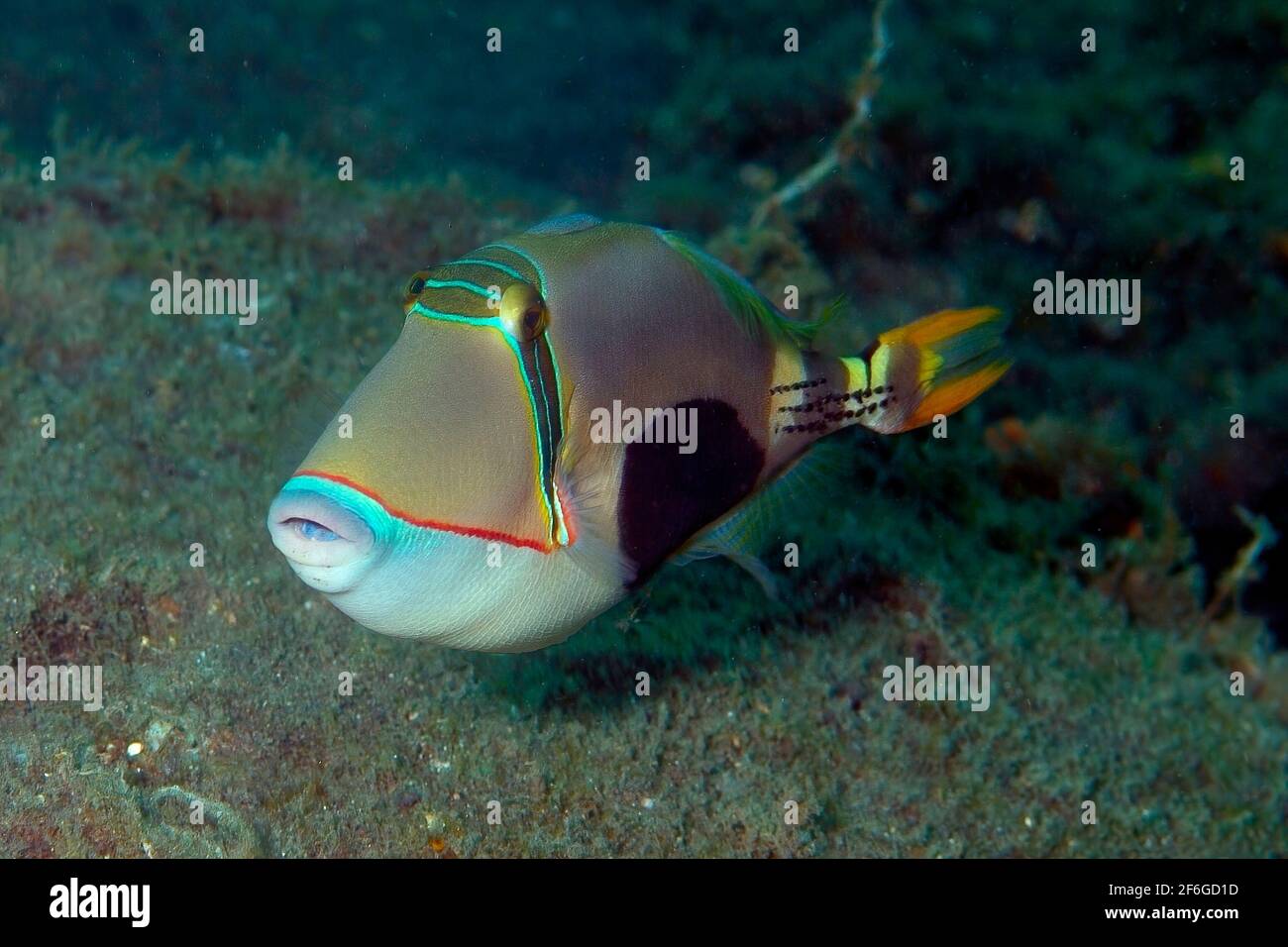 Blackpatch Triggerfish High Resolution Stock Photography and Images - Alamy