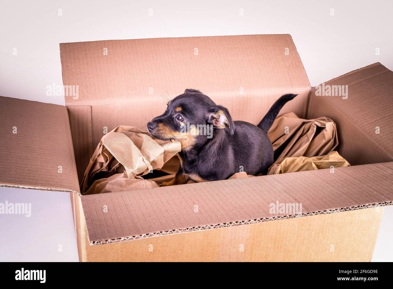 More puppy sellers are offering home deliveries. Jack Russell puppy dog ...