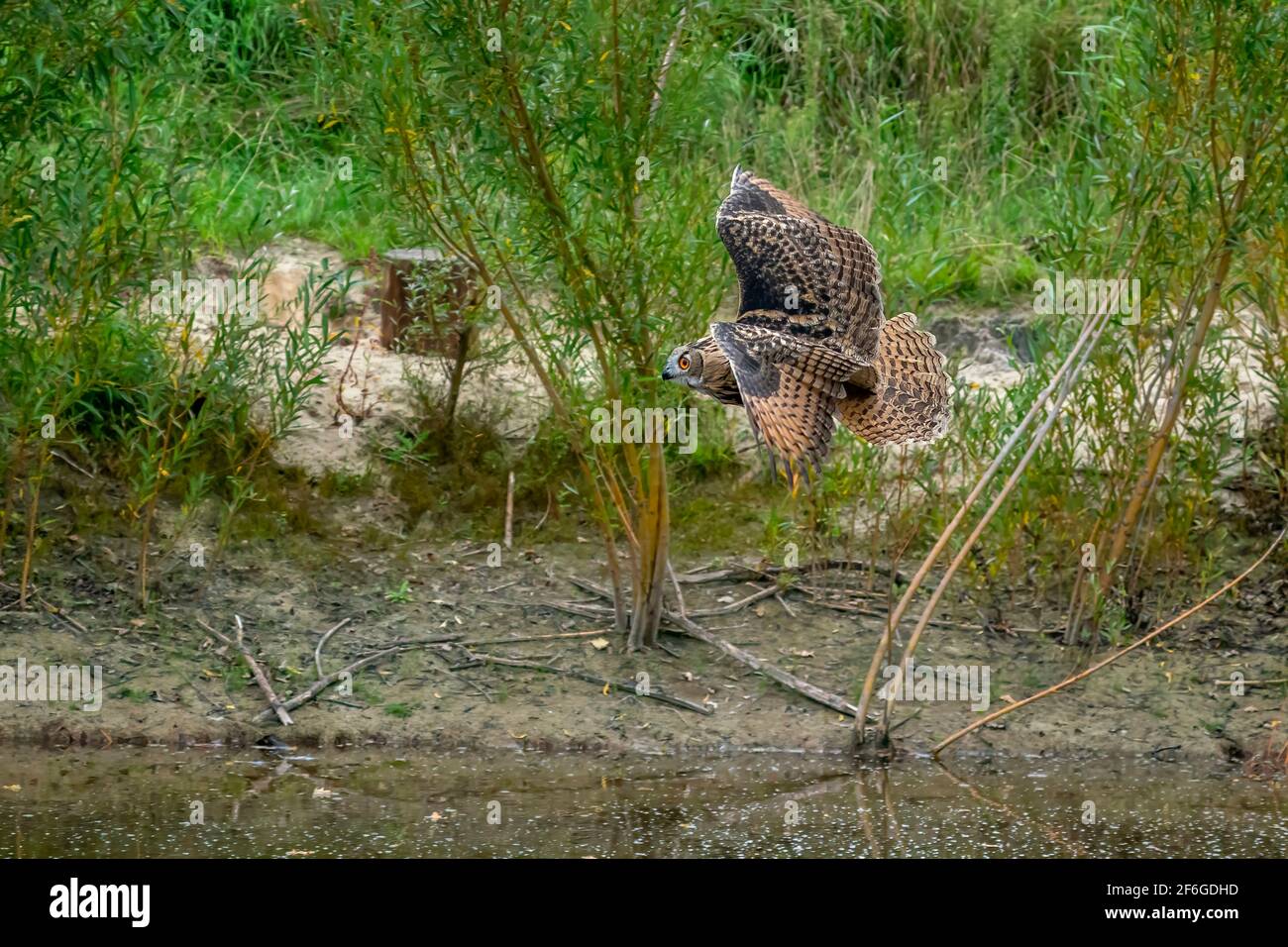 A Eurasian Eagle Owl flies with spread wings and open mouth above water ...