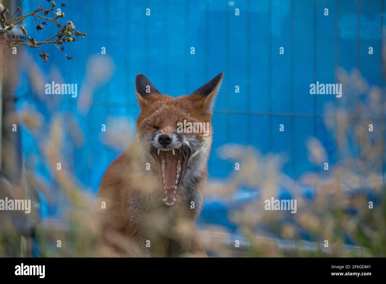 Urban Fox family interaction and behaviour, Aberdeen, Northeast ...
