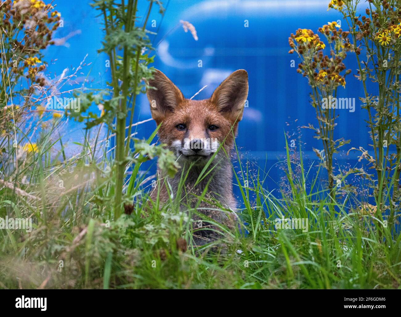 Red fox family interaction hi-res stock photography and images - Alamy