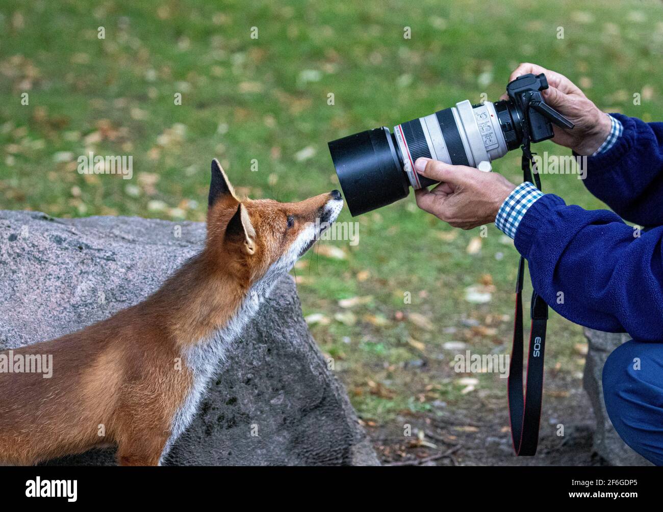 Urban Fox family interaction and behaviour, Aberdeen, Northeast ...