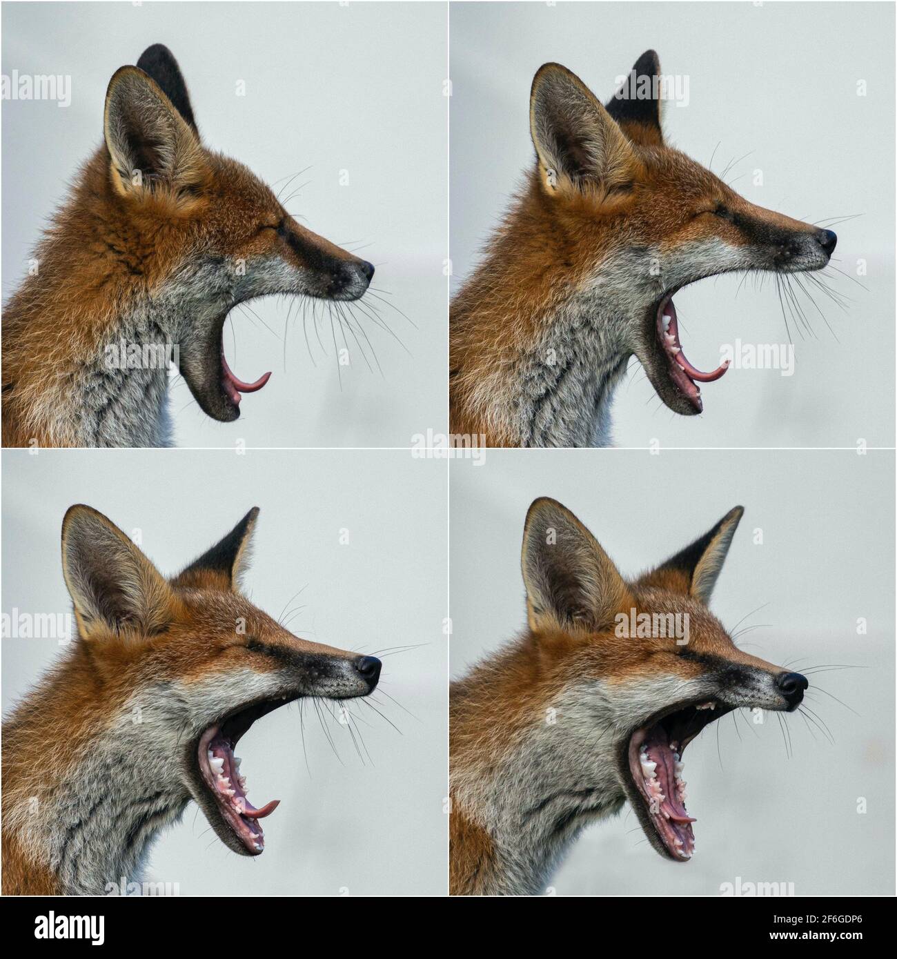 Urban Fox family interaction and behaviour, Aberdeen, Northeast ...