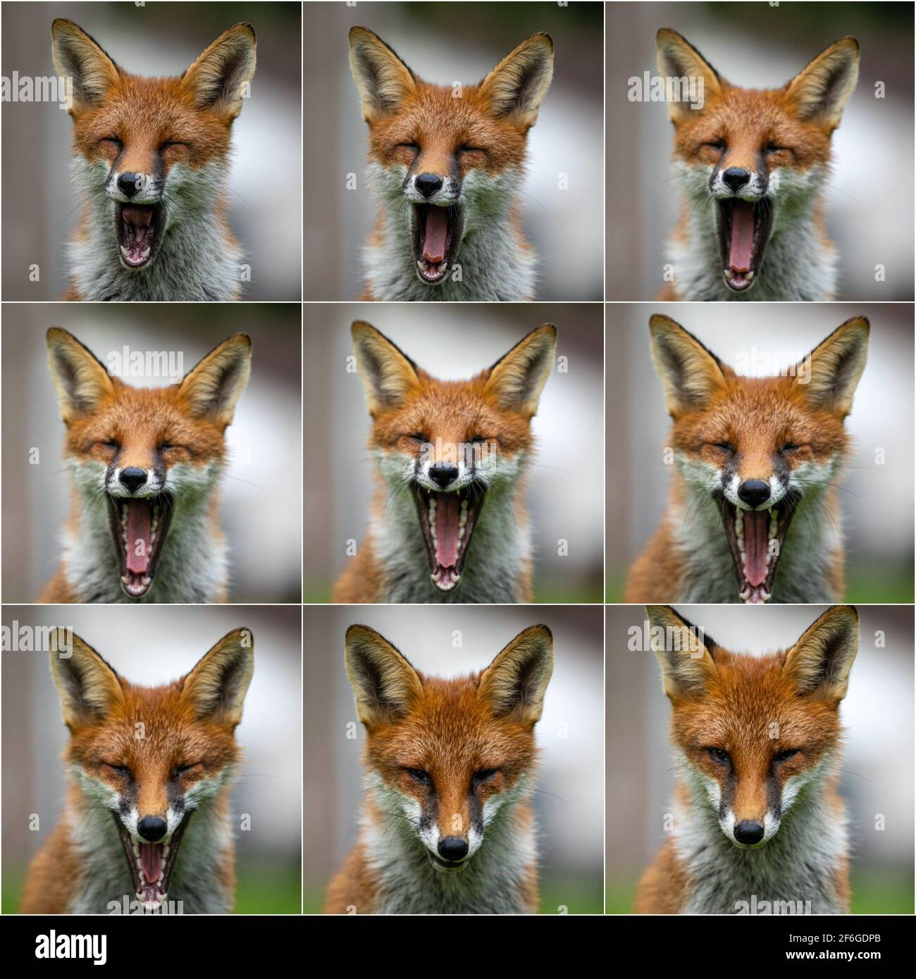 Urban Fox family interaction and behaviour, Aberdeen, Northeast ...