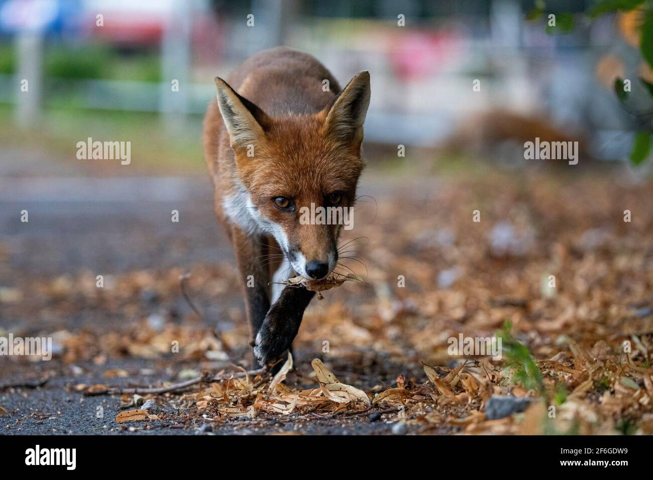 Urban Fox family interaction and behaviour, Aberdeen, Northeast ...
