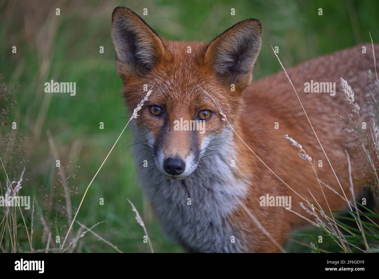 Urban Fox family interaction and behaviour, Aberdeen, Northeast ...