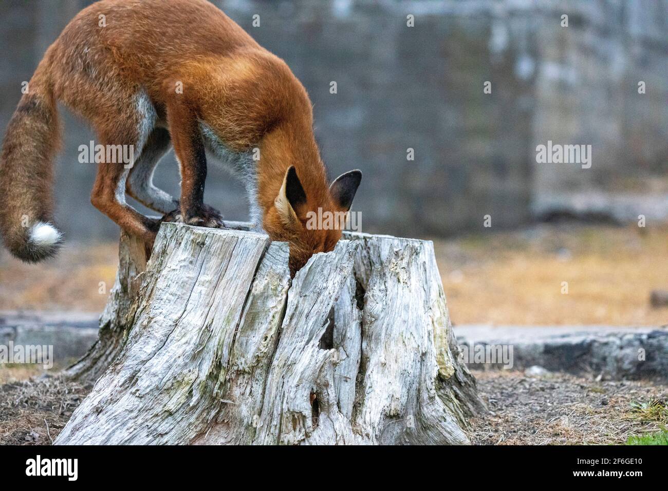 Urban Fox family interaction and behaviour, Aberdeen, Northeast ...