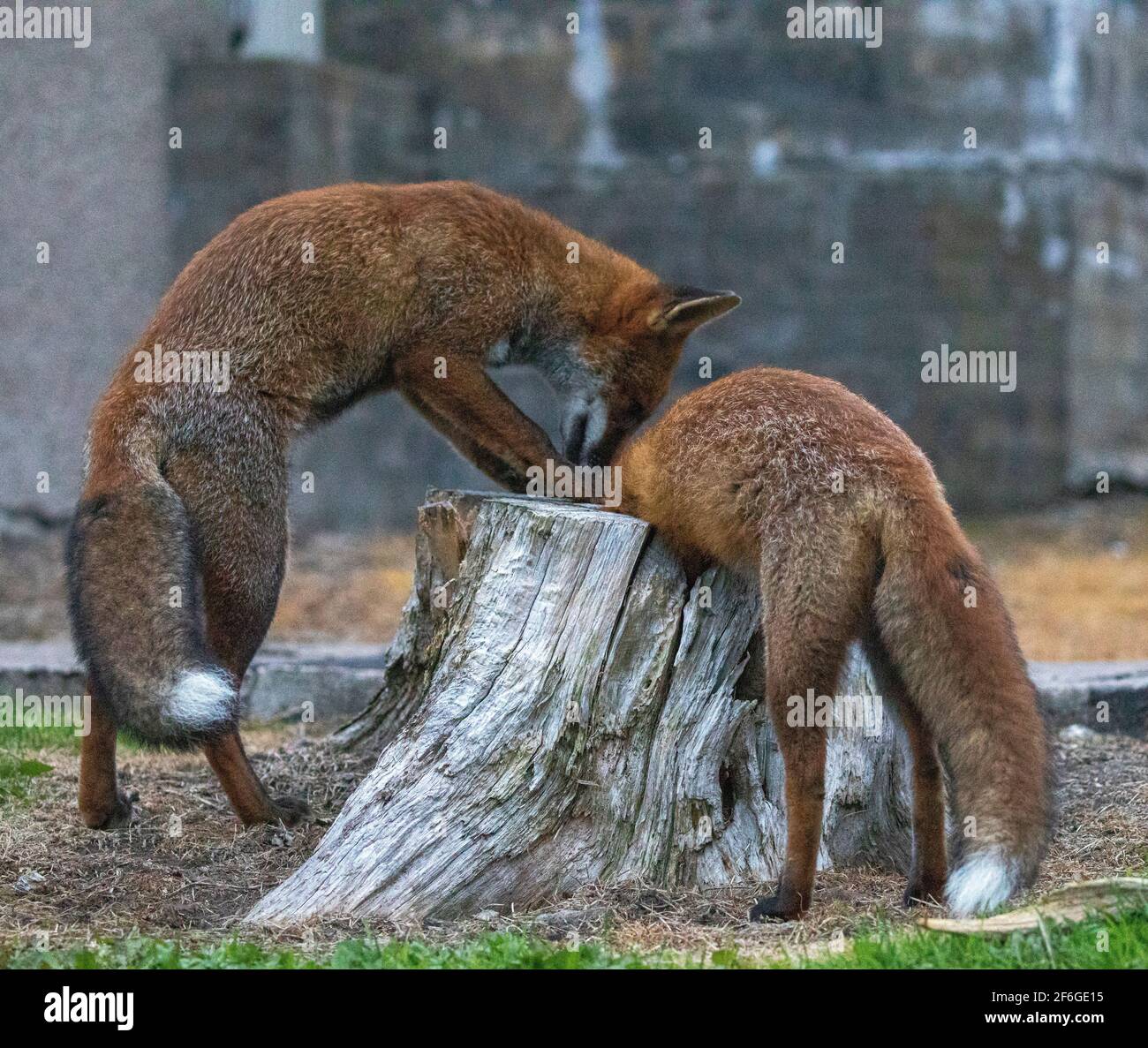 Urban Fox family interaction and behaviour, Aberdeen, Northeast ...