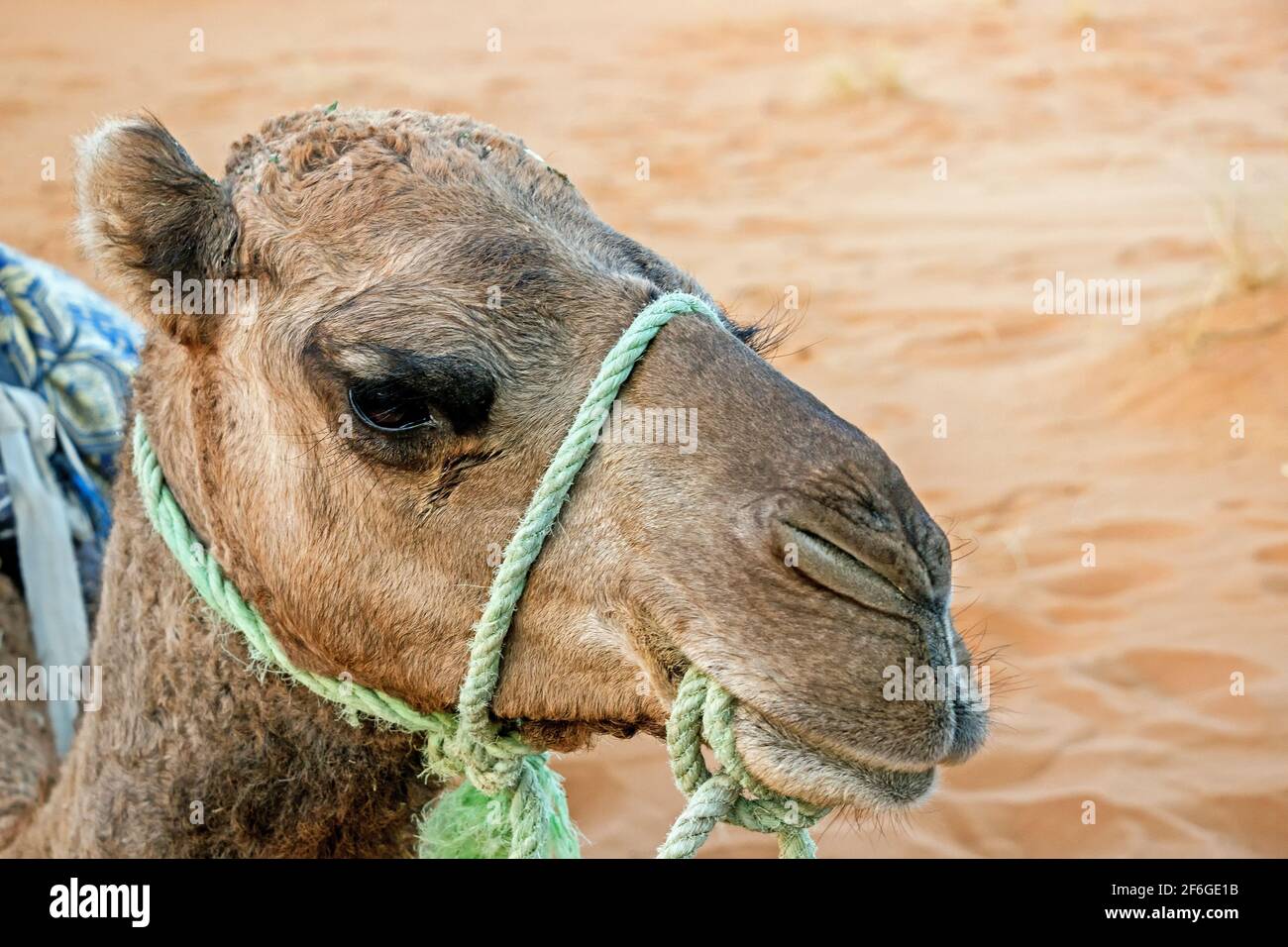 Camel front face hi-res stock photography and images - Alamy