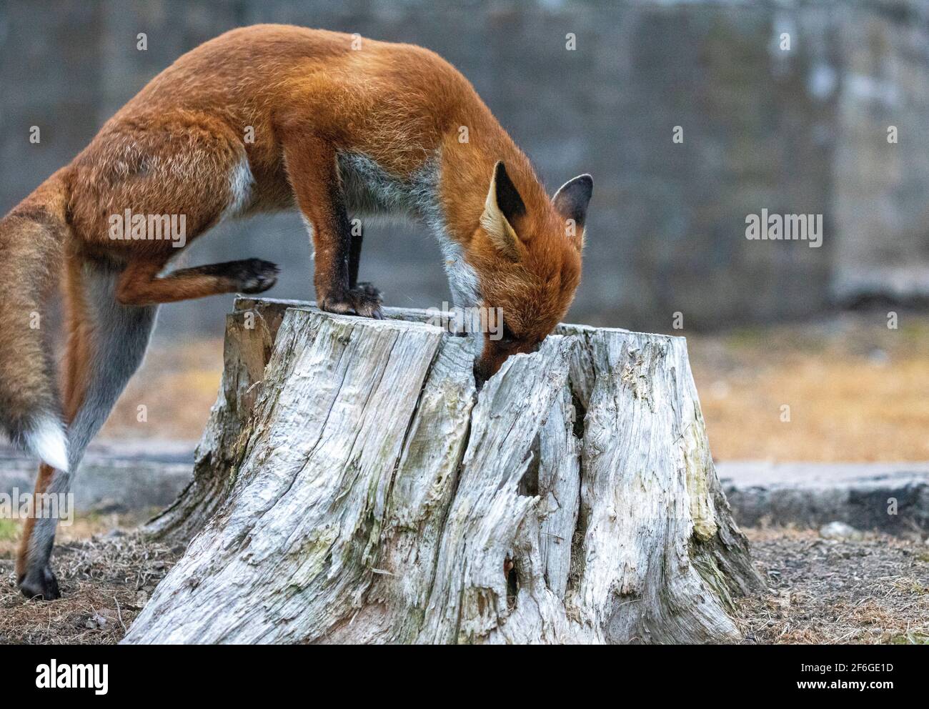 Urban Fox family interaction and behaviour, Aberdeen, Northeast ...