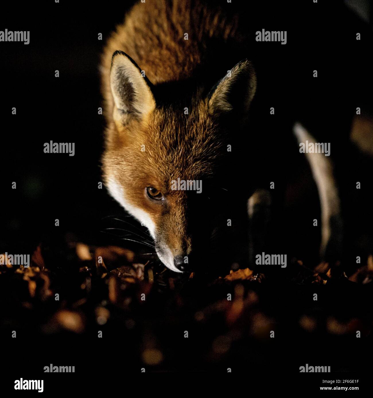 Urban rewilding hi-res stock photography and images - Alamy