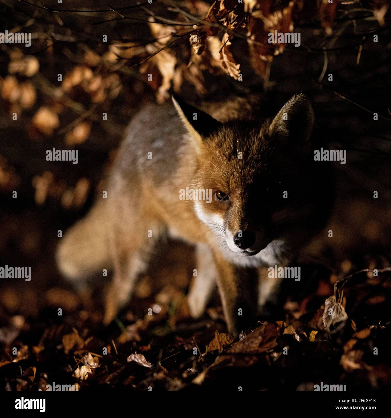 Urban Fox family interaction and behaviour, Aberdeen, Northeast ...