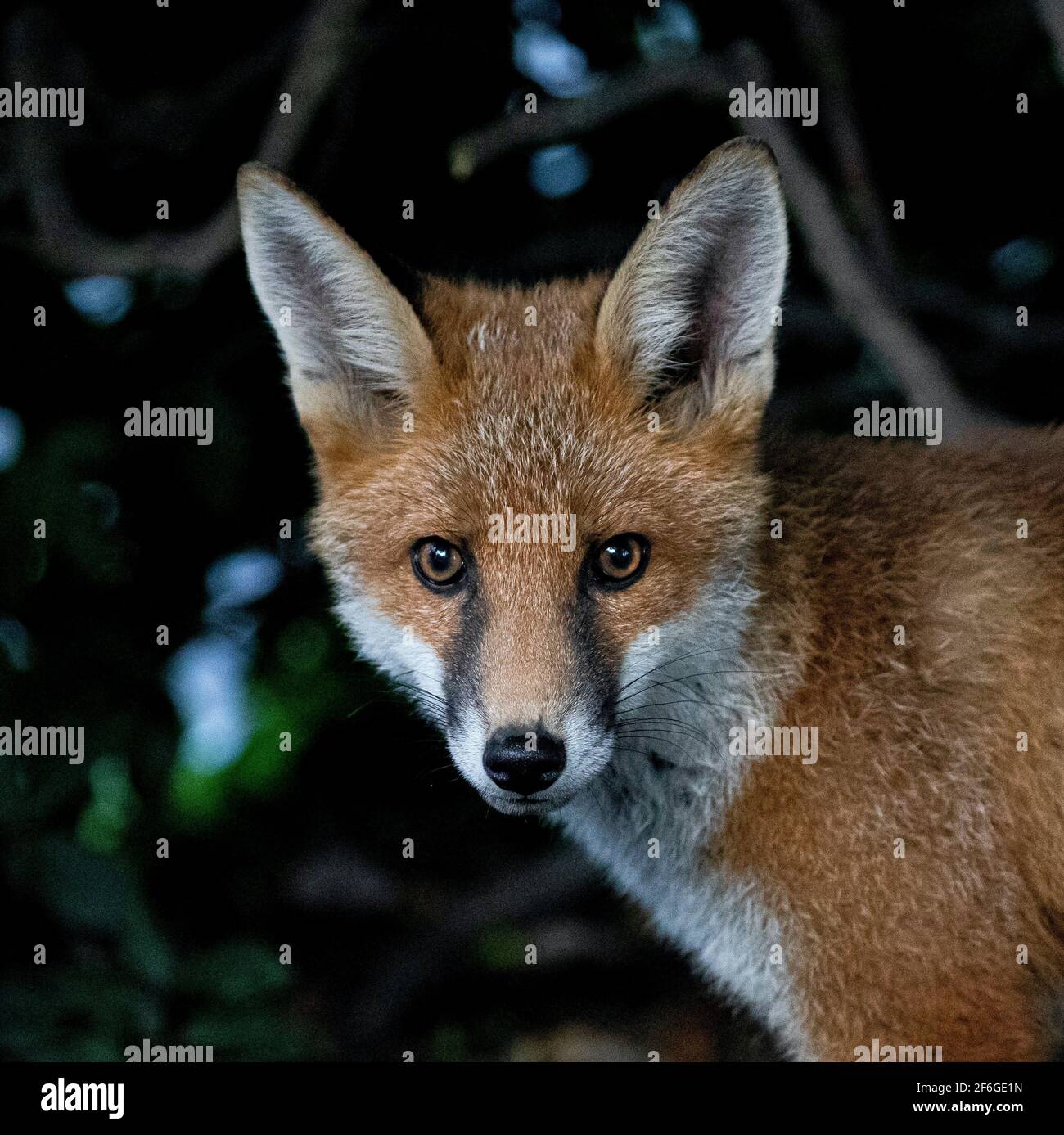 Urban Fox family interaction and behaviour, Aberdeen, Northeast ...