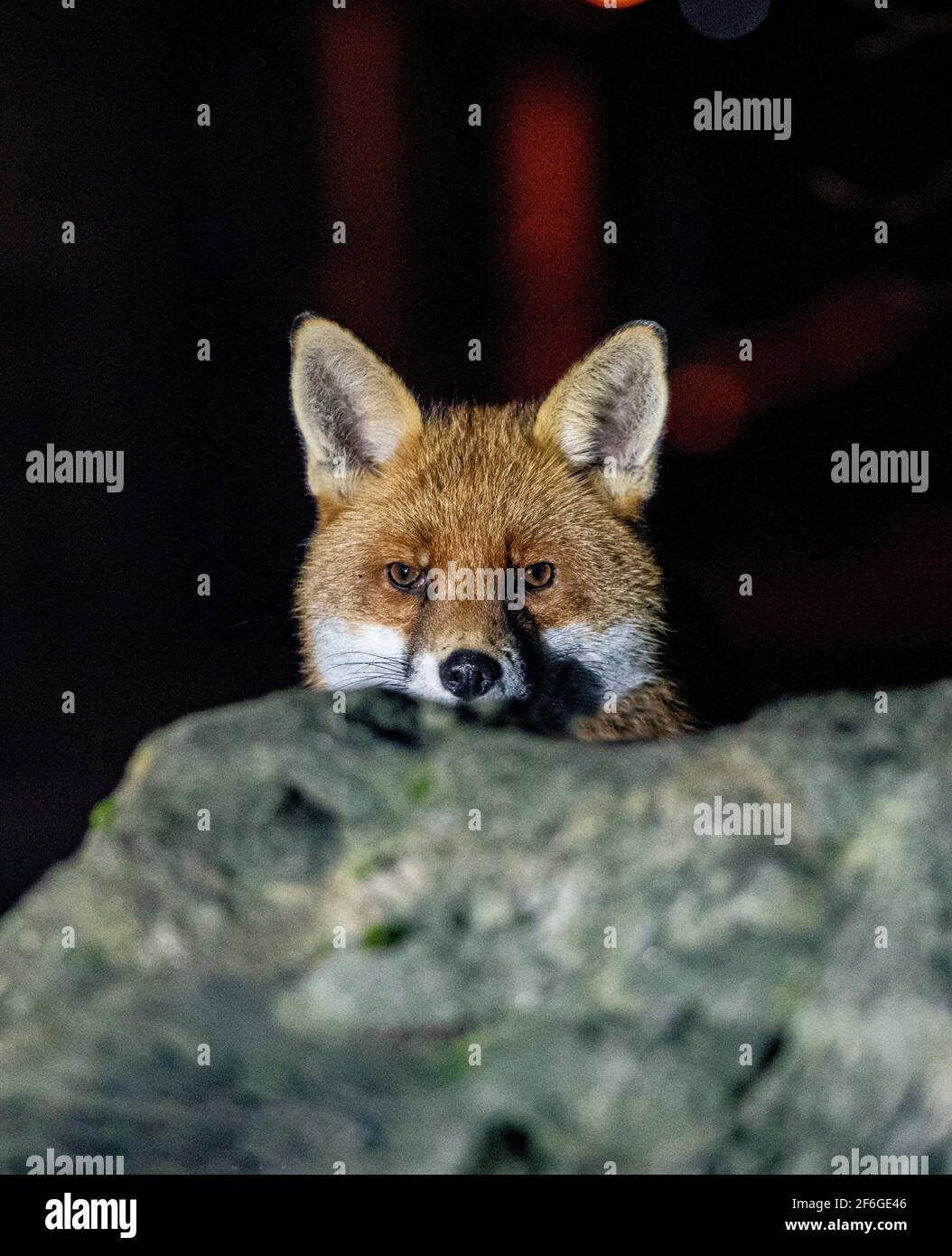 Urban Fox family interaction and behaviour, Aberdeen, Northeast ...